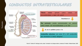 APARATO REPRODUCTOR MASCULINO-TORRES FRANK.pdf