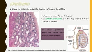 APARATO REPRODUCTOR MASCULINO-TORRES FRANK.pdf