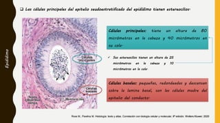 APARATO REPRODUCTOR MASCULINO-TORRES FRANK.pdf