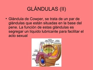 Aparato reproductor masculino (1) | PPT