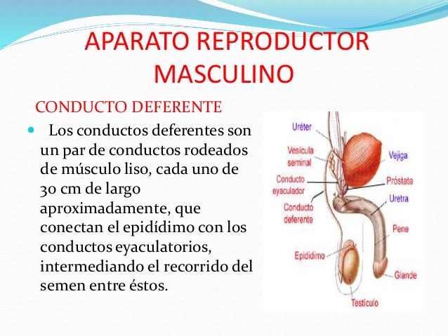 Aparato reproductor masculino 2