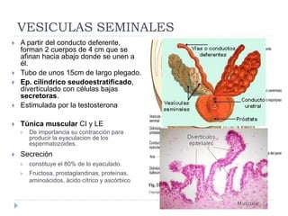 Aparato reproductor masculino (Histología - Dr. Aguirre) | PDF