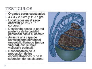 Aparato reproductor masculino (Histología - Dr. Aguirre) | PDF