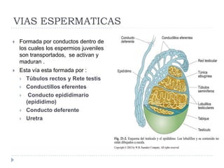 Aparato reproductor masculino (Histología - Dr. Aguirre) | PPT