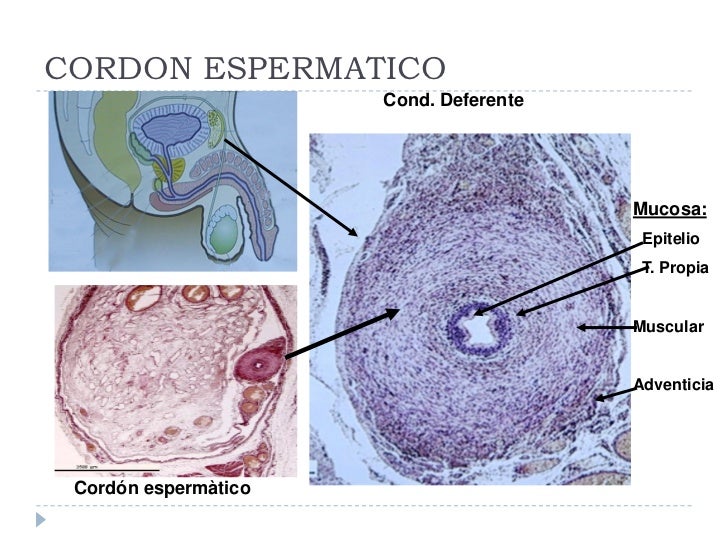 Aparato reproductor masculino (Histología - Dr. Aguirre)