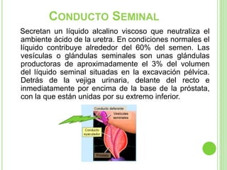 Aparato reproductor masculino gva | PPTX
