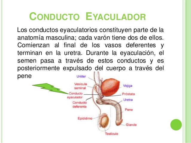 Aparato reproductor masculino gva