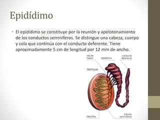 Aparato reproductor masculino | PPTX