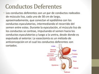 Aparato reproductor masculino | PPT