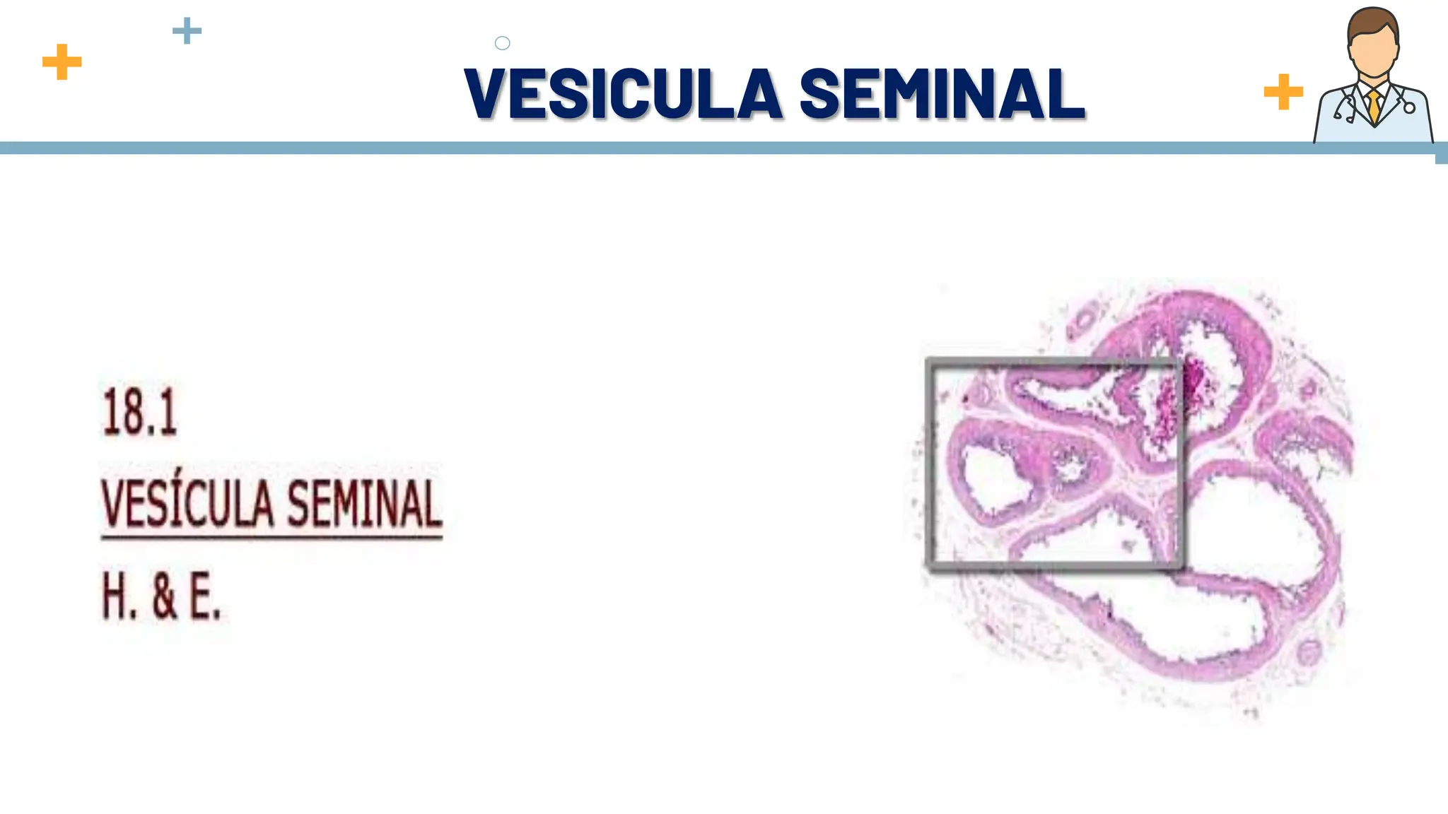 APARATO REPRODUCTOR MASCULINO PRACTICO.pptx