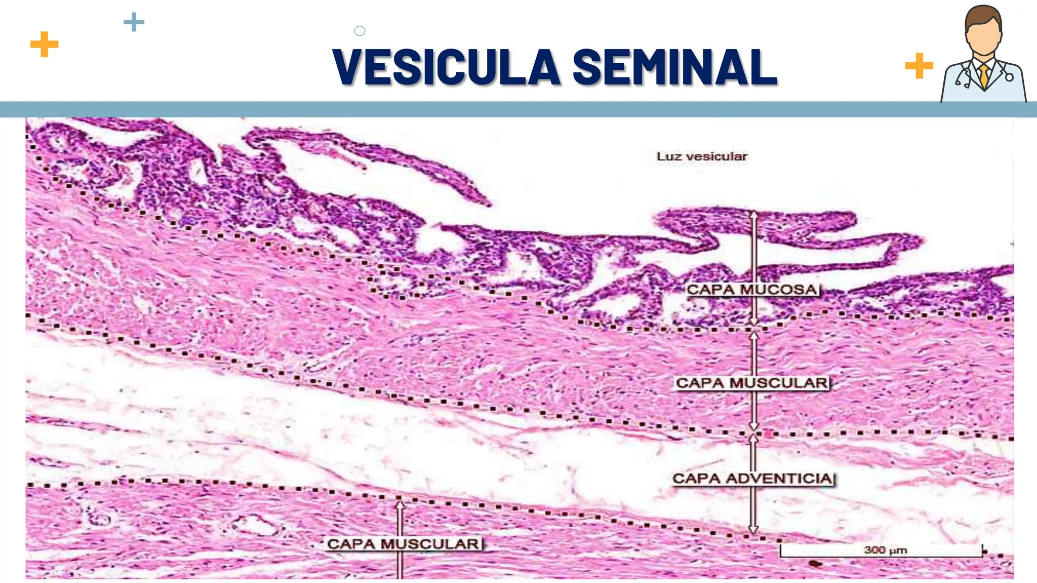 APARATO REPRODUCTOR MASCULINO PRACTICO.pptx