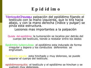 Aparato Reproductor Masculino Y Femenino | PPT