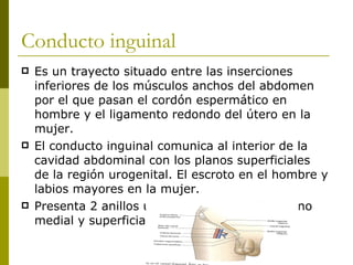 Aparato Reproductor Masculino Y Femenino | PPT