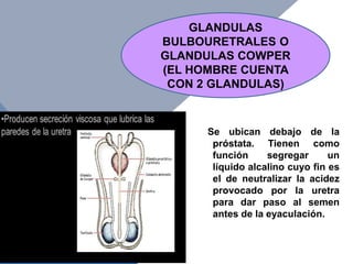 Aparato reproductor masculino y femenino | PPTX