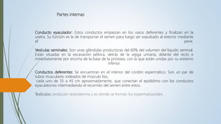 Aparato reproductor masculino y femenino | PPTX