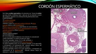 APARATO REPRODUCTOR MASCULINO Y FEMENINO.pptx
