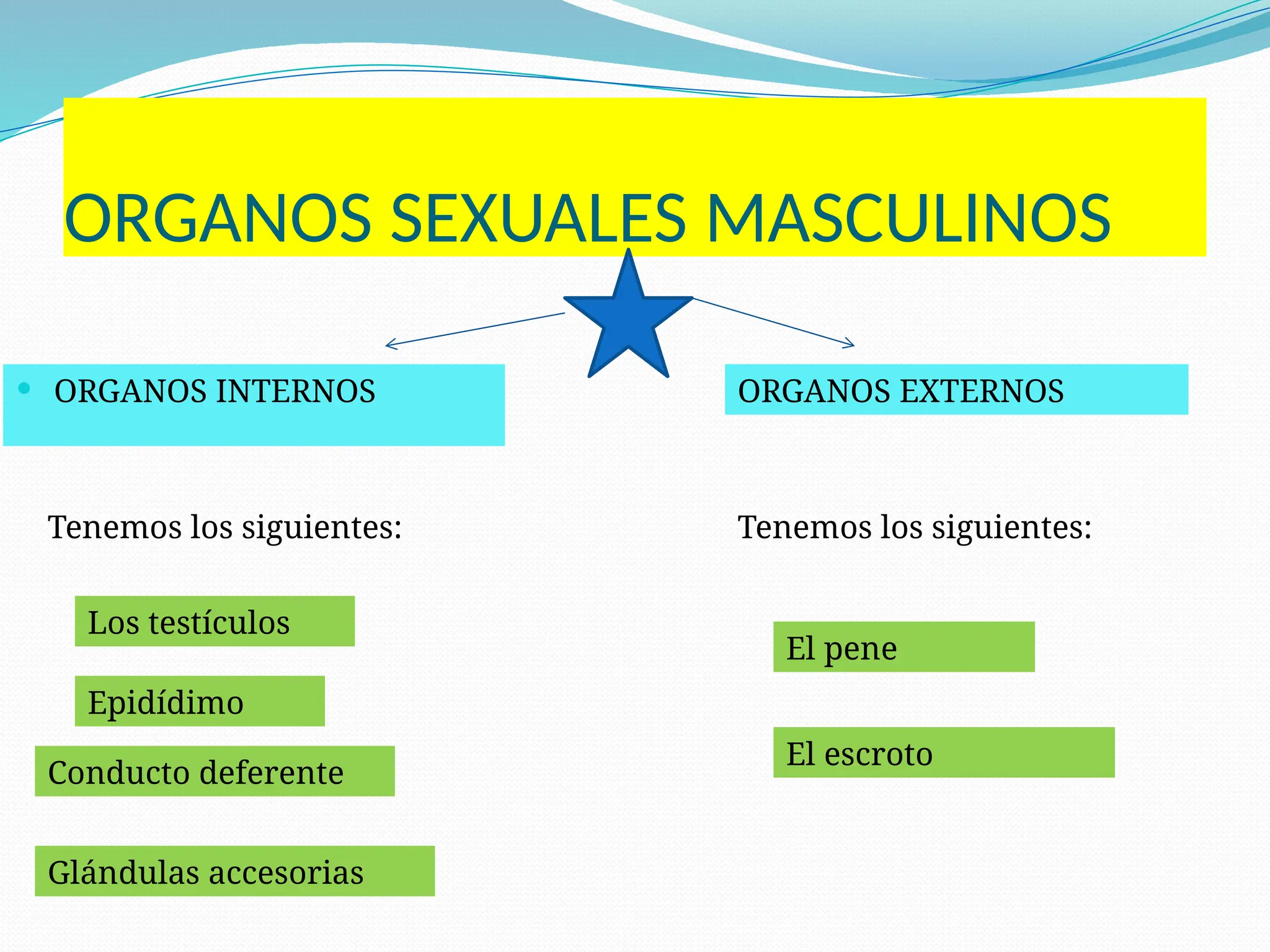 APARATO REPRODUCTOR MASCULINO Y FEMENINO.pptx