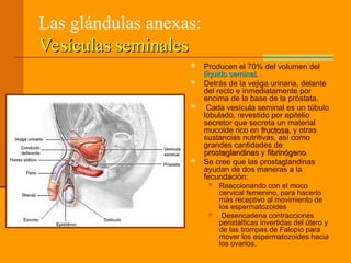 Aparato reproductor masculino y femenino.ppt