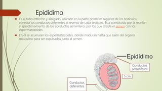 Aparato reproductor mascuulino 1 | PPTX
