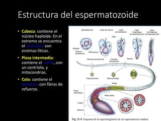 APARATO REPRODUCTOR MASC Y FEM .ppt