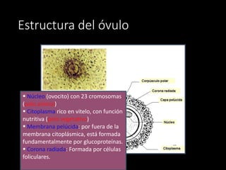 APARATO REPRODUCTOR MASC Y FEM .ppt