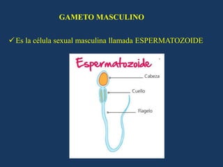 aparato reproductor oficial.pptx