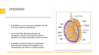 Aparato reproductor masculino diapo.pptx