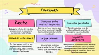Aparato reproducto y ciclo estral de la vaca (1).pdf