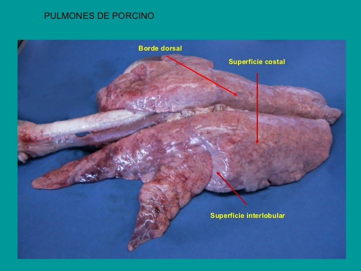 Aparato respiratorio