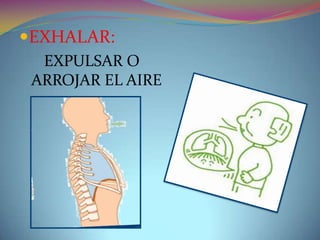 Aparato respiratorio | PPT