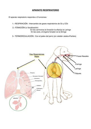 Aparato respiratorio en Perros y Gatos | PDF