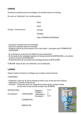 Aparato respiratorio en Perros y Gatos | PDF
