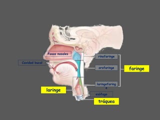 Aparato respiratorio | PPTX