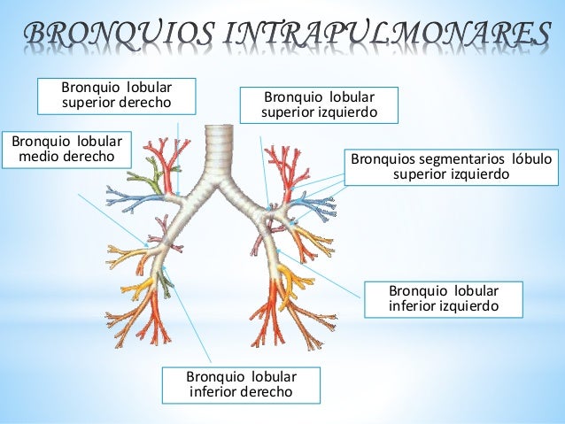 Aparato respiratorio
