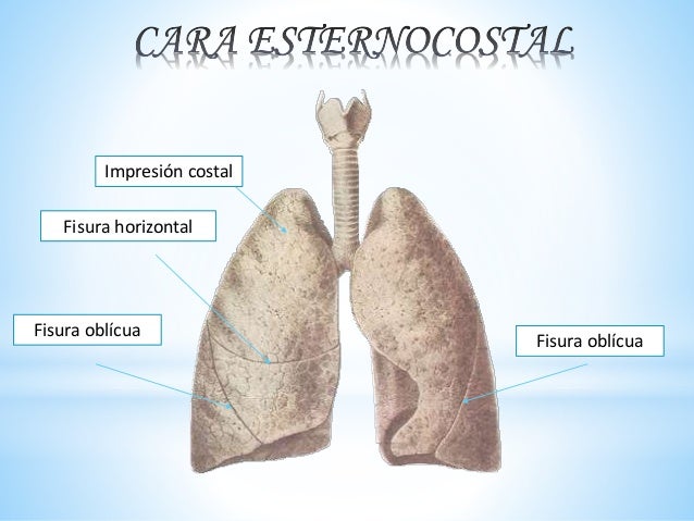 Aparato respiratorio
