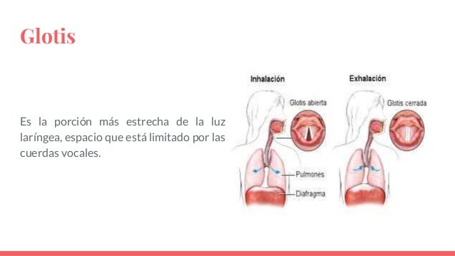 Aparato respiratorio