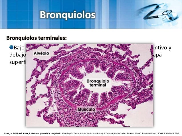 Histología de aparato respiratorio