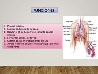 EL SISTEMA RESPIRATORIO ANATOMIA FISIOLOGIA | PPTX