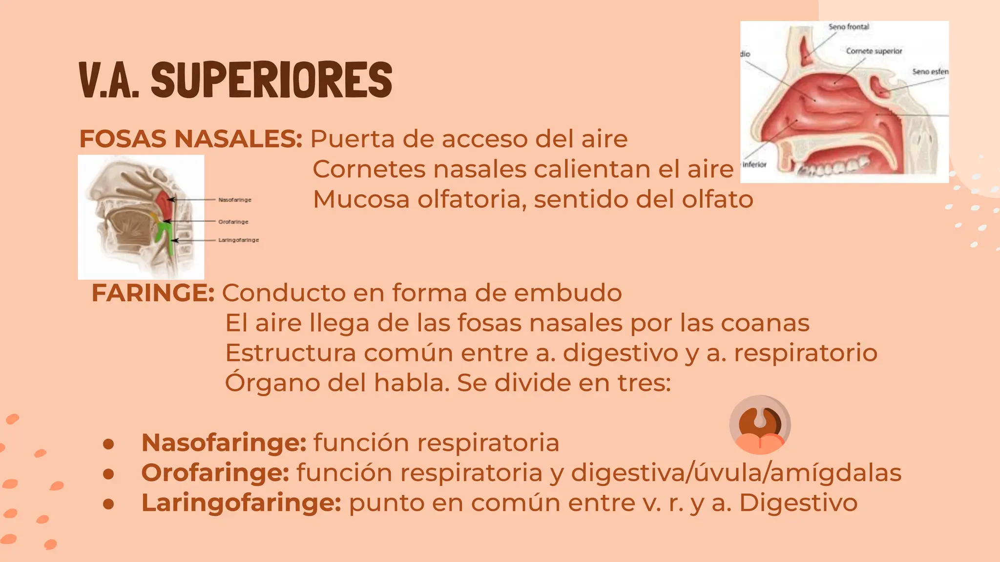 Aparato Respiratorio Humano: anatomía y fisiología | PDF