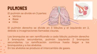 Aparato Respiratorio Humano: anatomía y fisiología | PDF