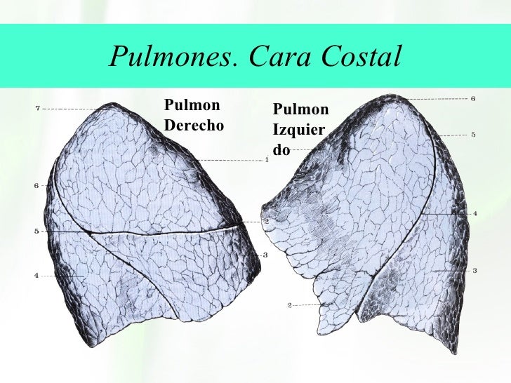 Aparato Respiratorio 2