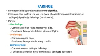 APARATO RESPIRATORIO. BIOLOGÍA 23-24.pptx