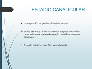 aparato respiratorio II (1).ppt