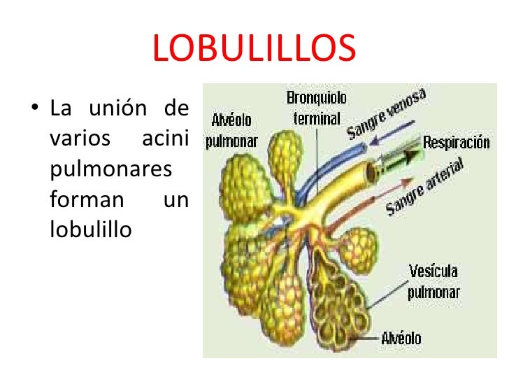Aparato resíratorio ii