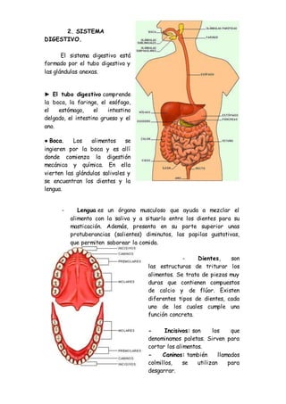 Aparatos que intervienen en la función de nutrición | DOCX