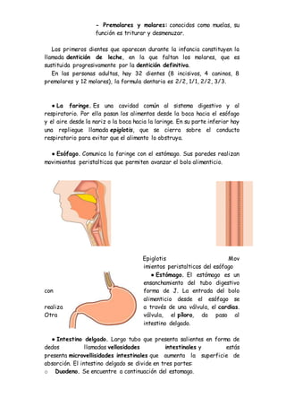 Aparatos que intervienen en la función de nutrición | DOCX