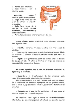 Aparatos que intervienen en la función de nutrición | DOCX