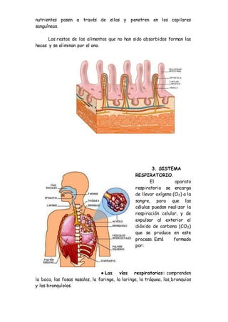 Aparatos que intervienen en la función de nutrición | DOCX