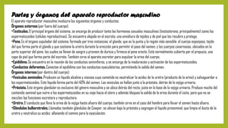 Aparatos reproductores femenino y masculino.pptx