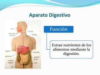 Aparatos y sistemas del cuerpo | PPT